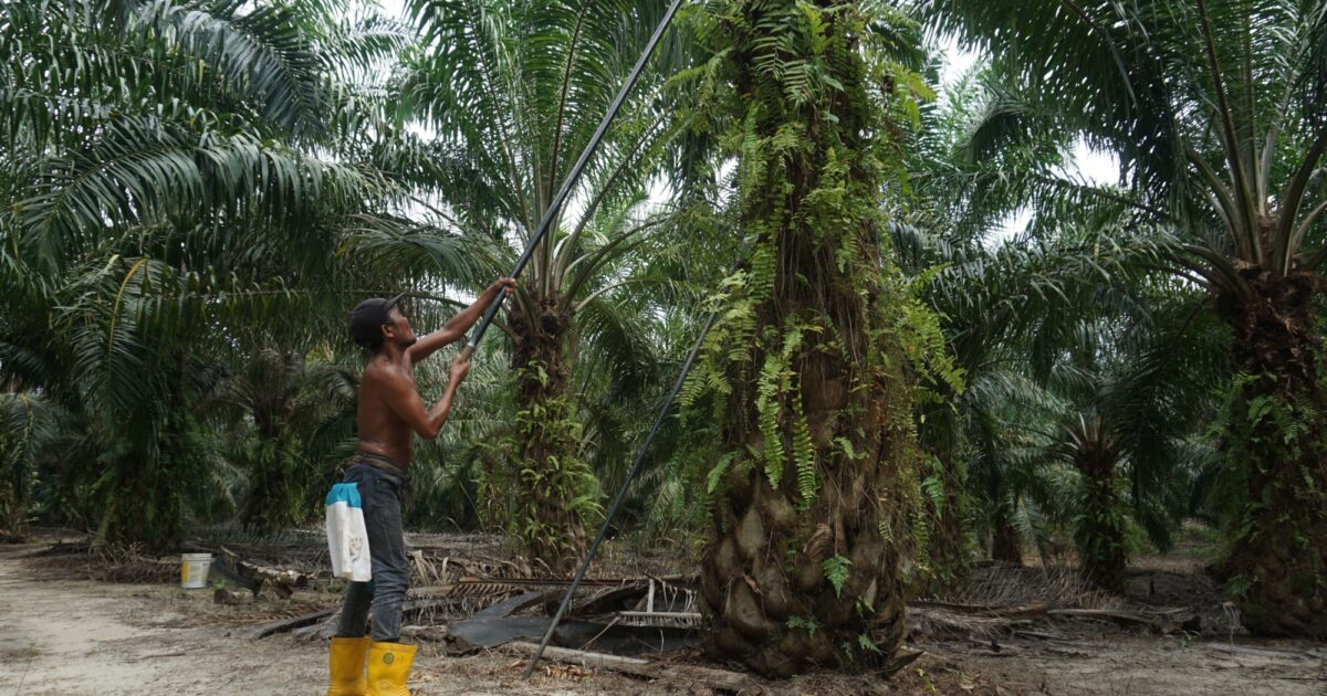 A Business Case for Sustainable Palm Production - Earthworm
