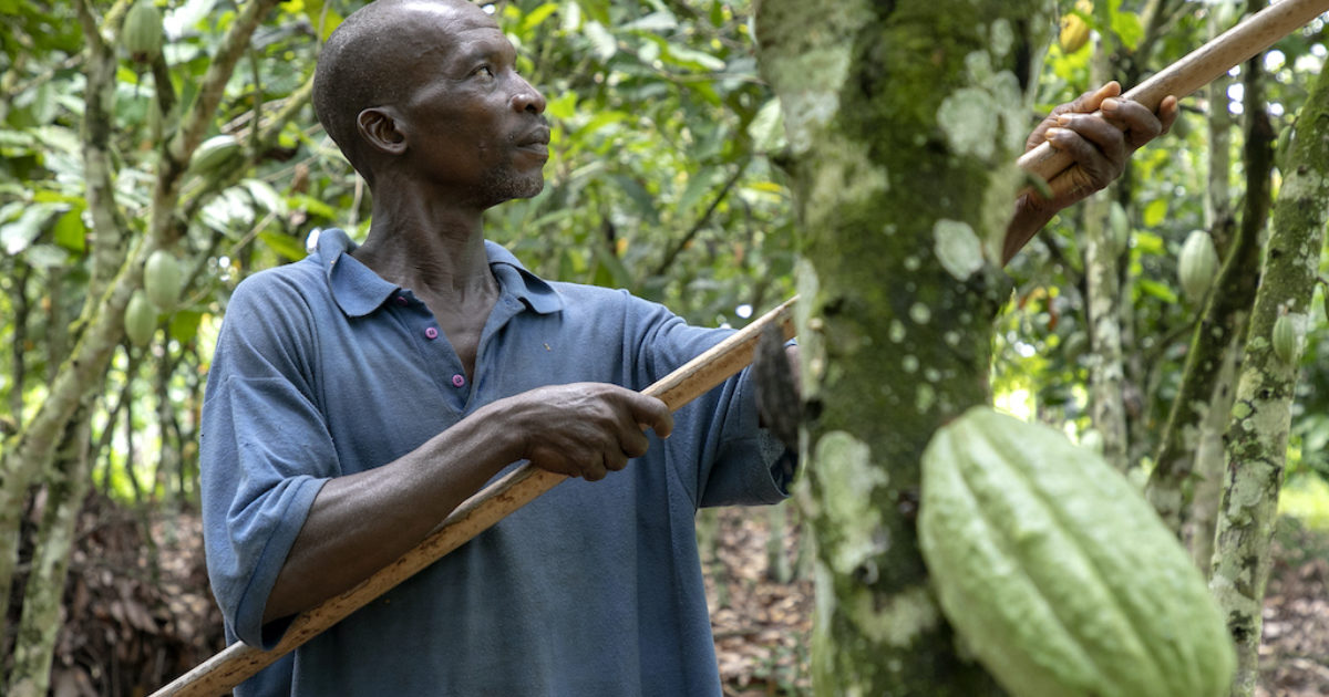 Cavally Forest Reserve Landscape, Côte d'Ivoire - Earthworm
