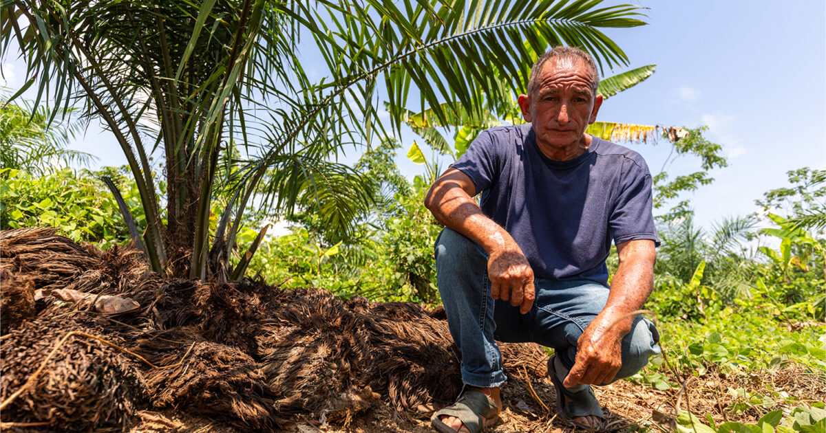 Regenerative palm oil, a path that's taking shape - Earthworm