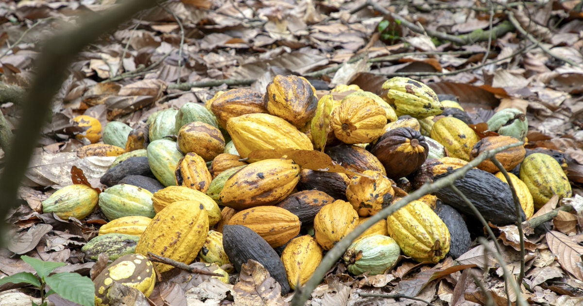 Enacting Change in Cocoa Supply Chains from Above - Earthworm