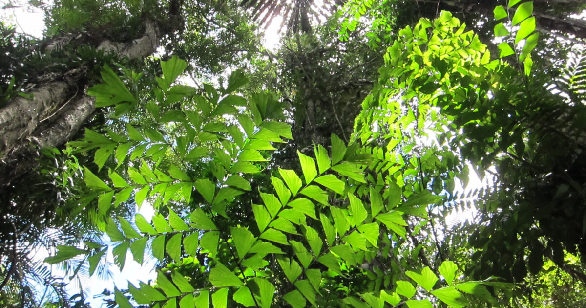 An Update on Earthworm Foundation’s Field Investigations with Socfin ...