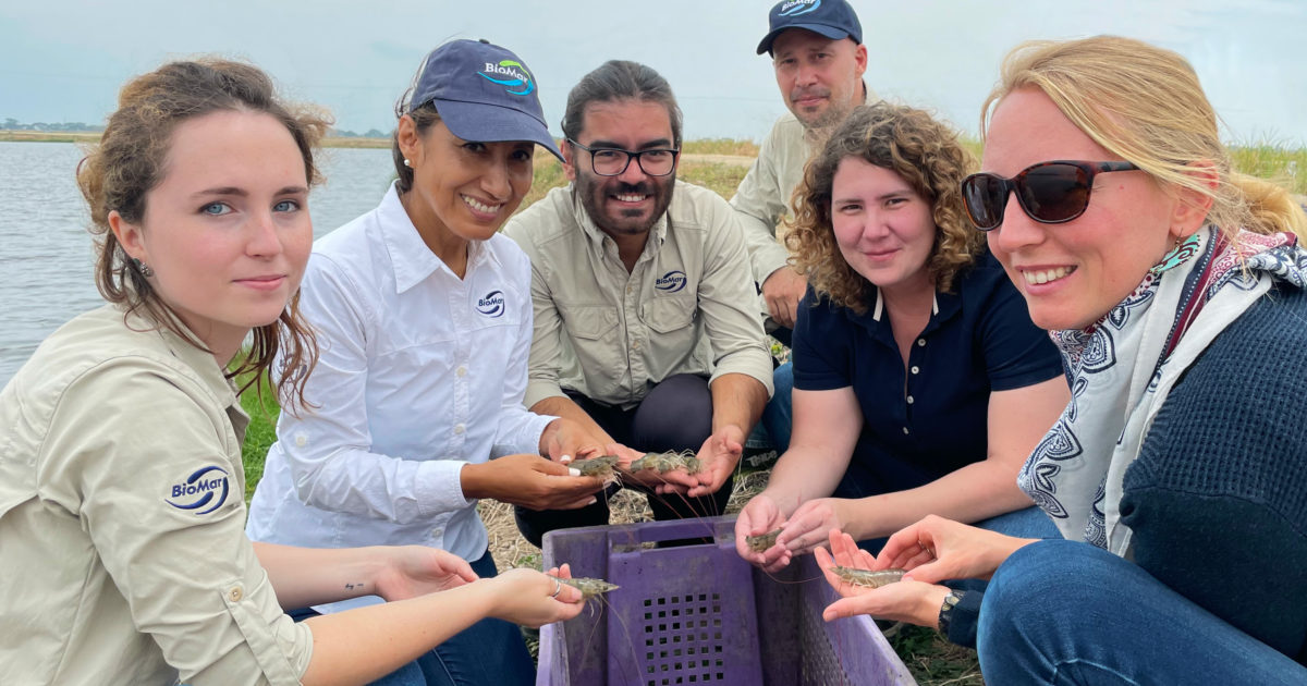 BioMar and Earthworm Foundation launch responsibly sourced shrimp ...