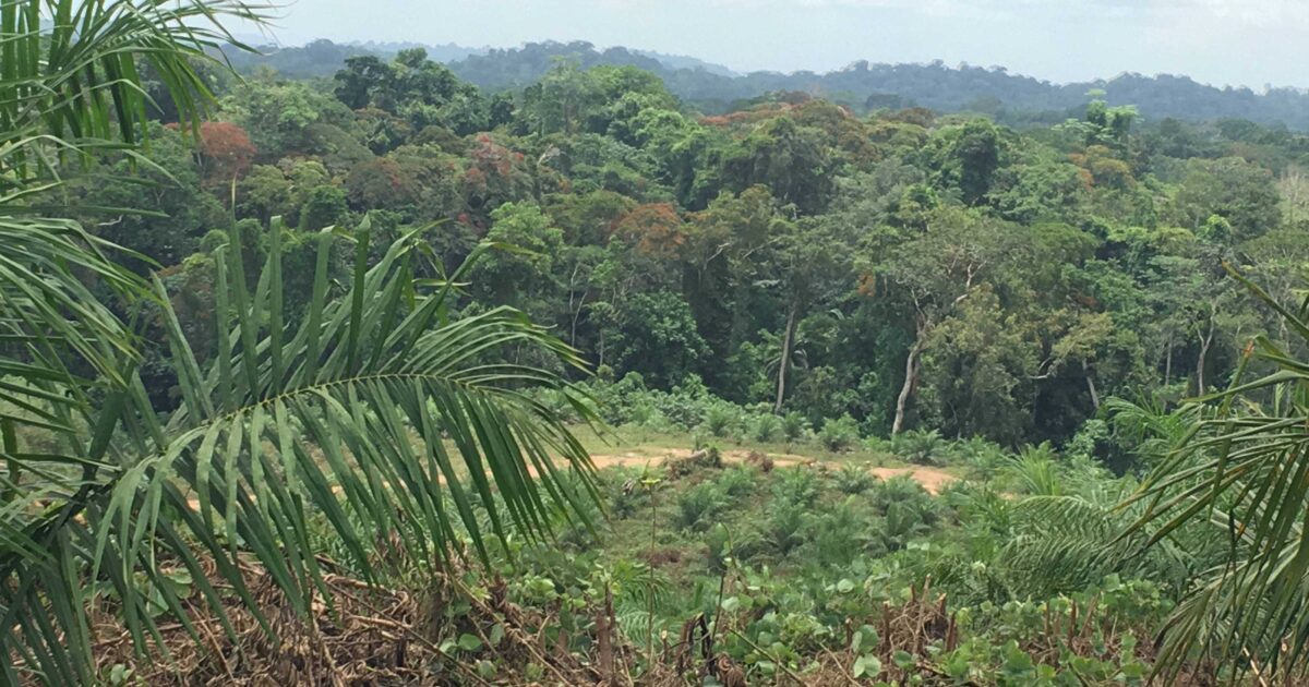 Investigation report for Okomu Oil Palm Company - Earthworm